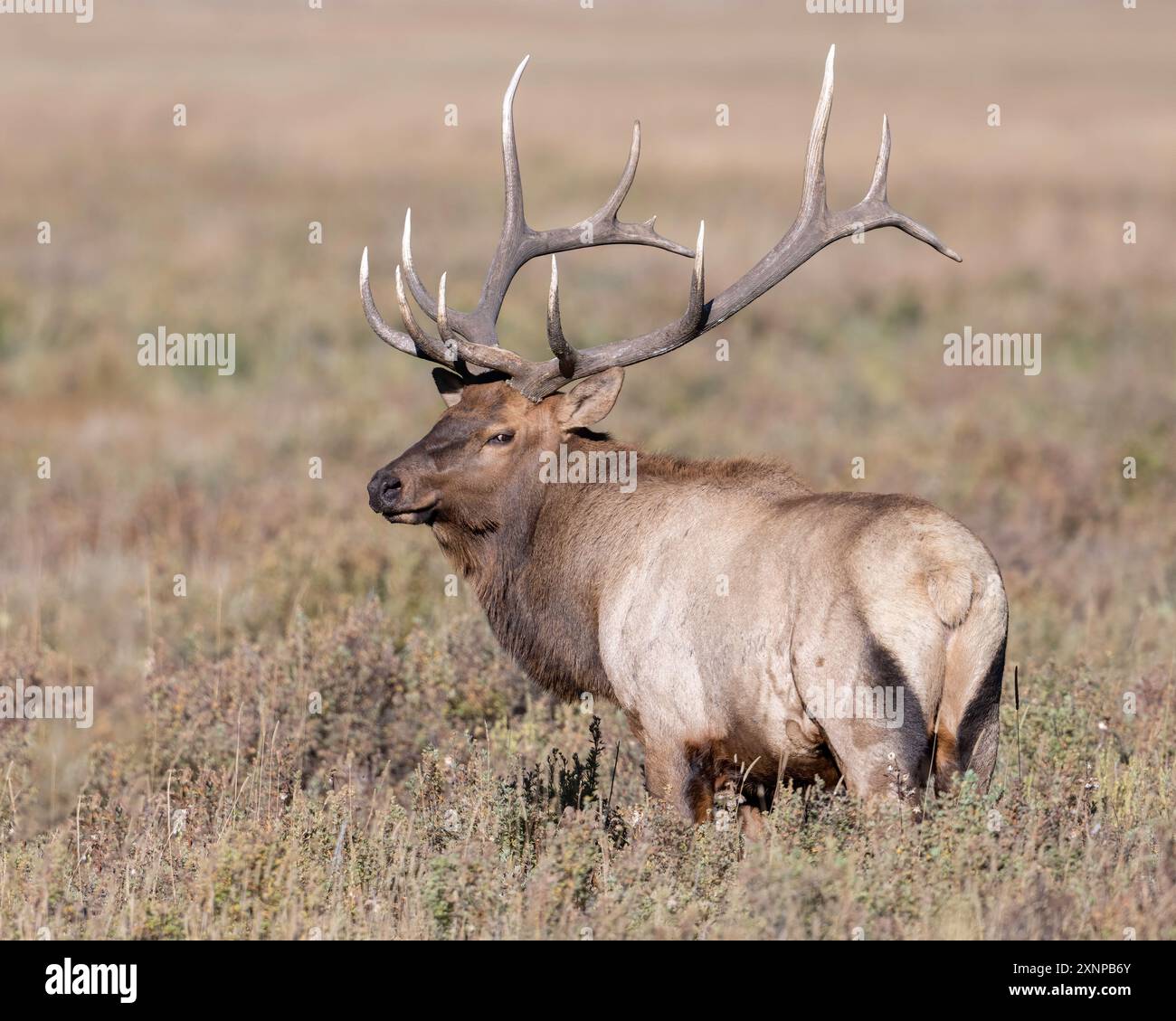 Rocky Mountain Bull Elk (Cervus canadensis) during full rut, Rocky ...
