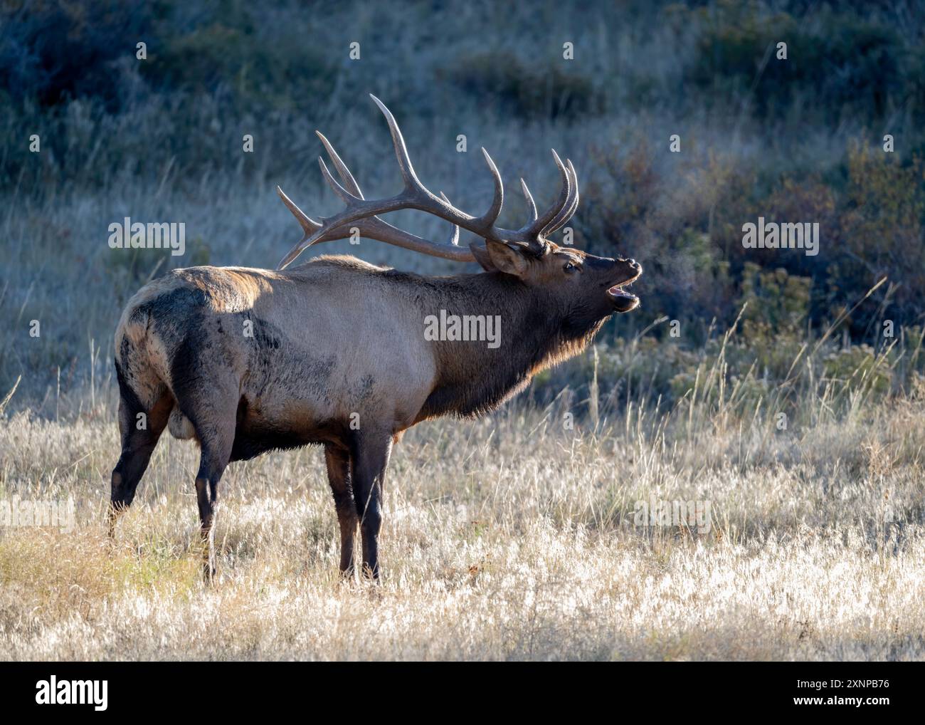 Rocky Mountain Bull Elk (Cervus canadensis) during full rut, Rocky ...