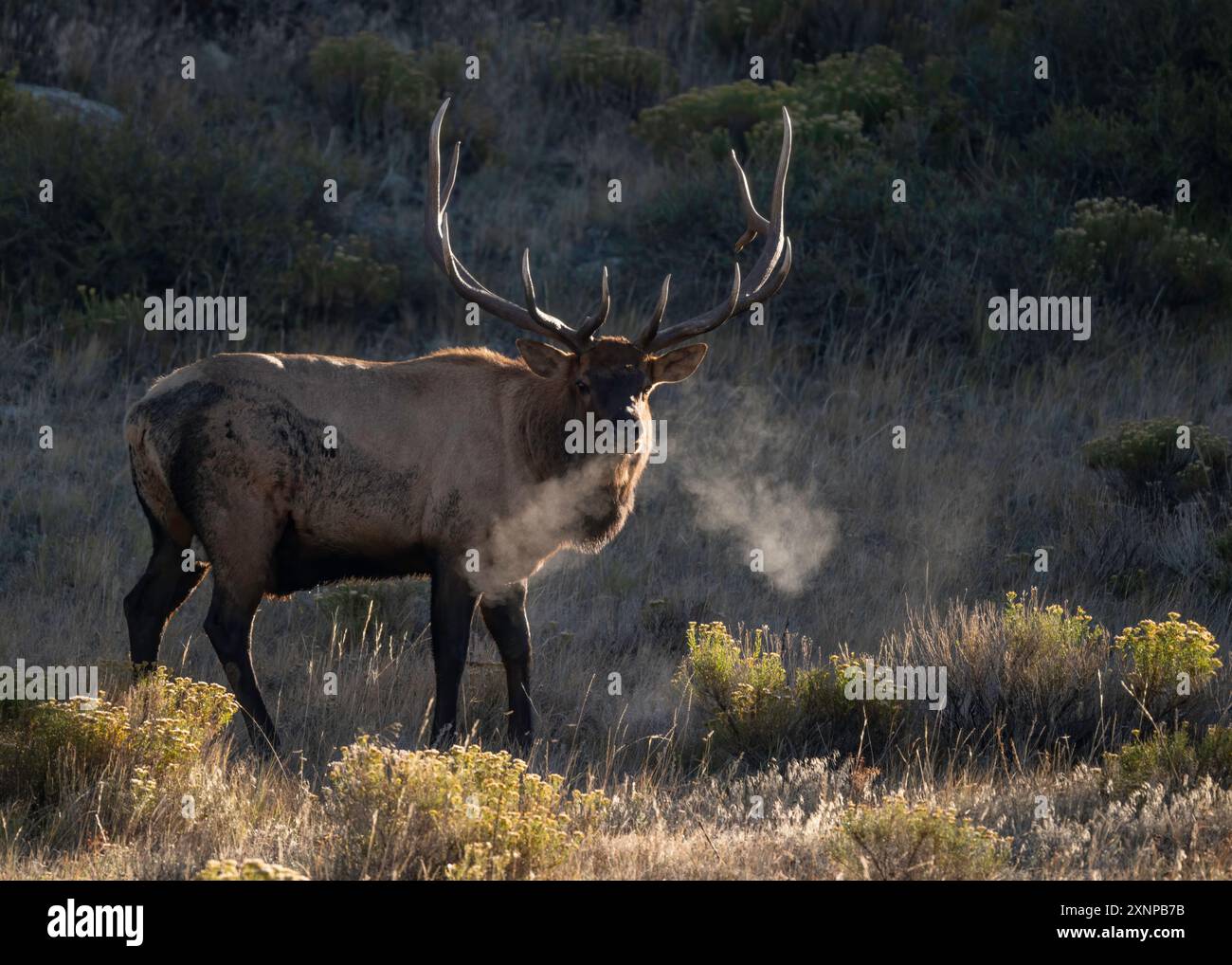 Rocky Mountain Bull Elk (Cervus canadensis) during full rut, Rocky ...