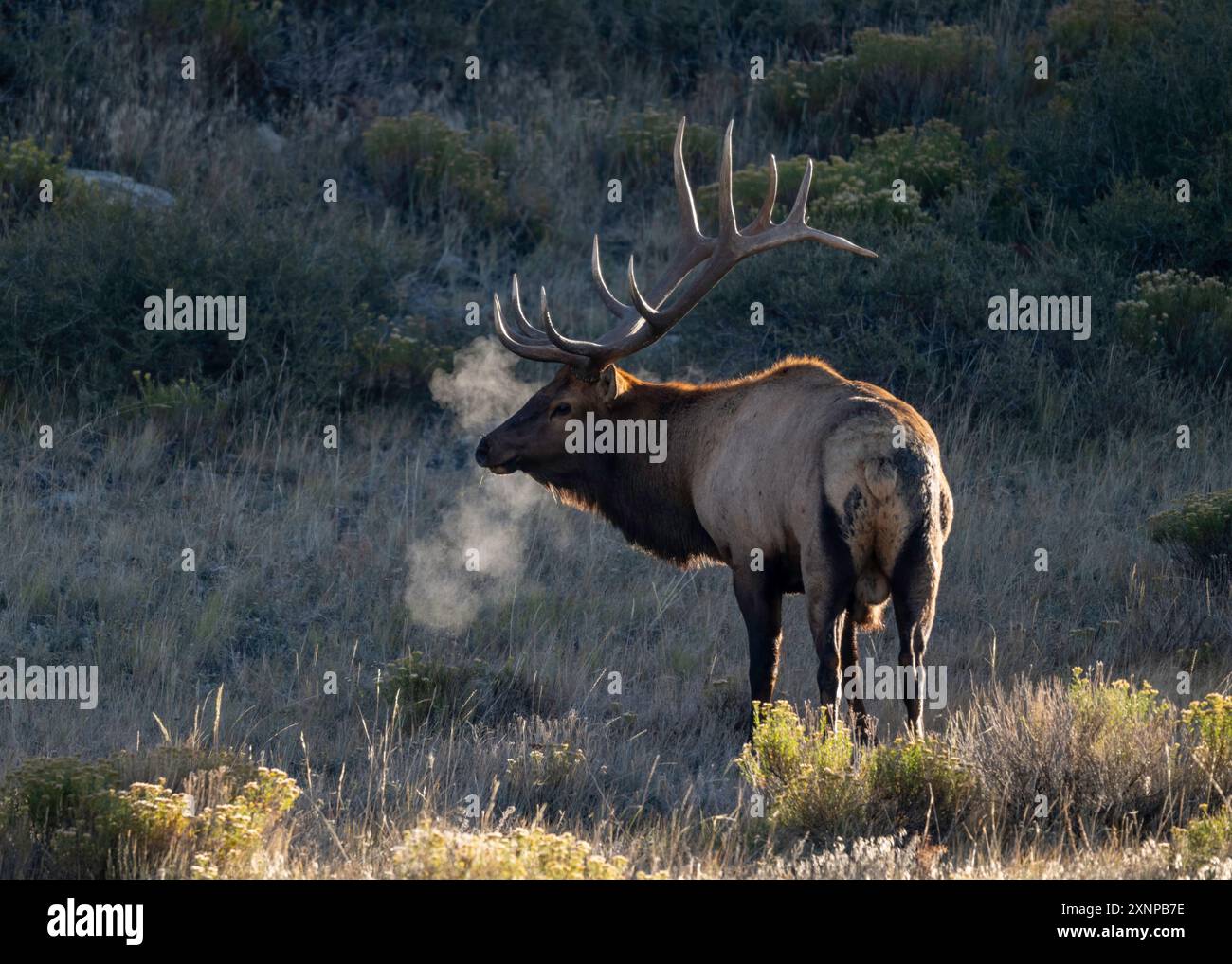 Rocky Mountain Bull Elk (Cervus canadensis) during full rut, Rocky ...