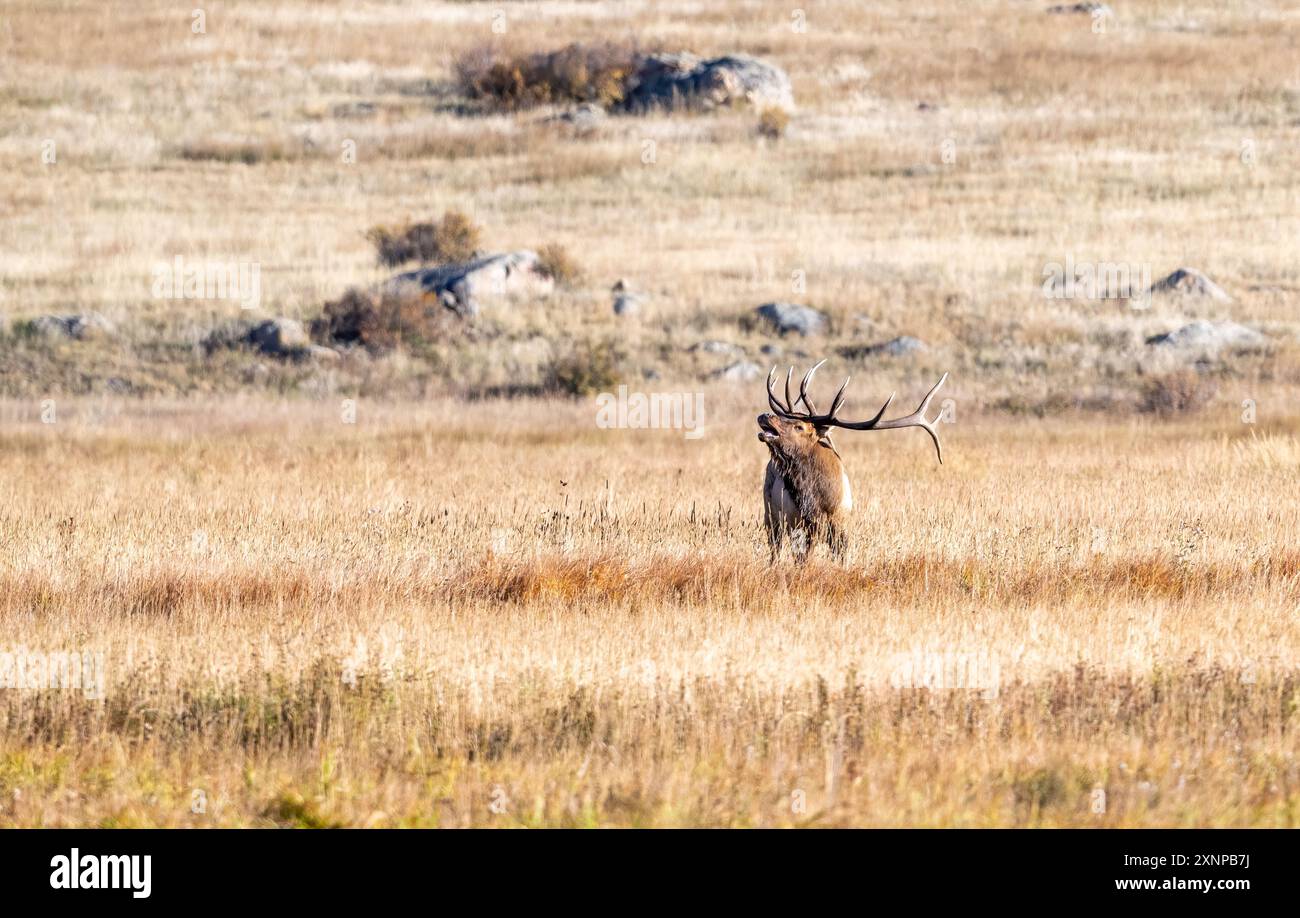 Rocky Mountain Bull Elk (Cervus canadensis) during full rut, Rocky ...