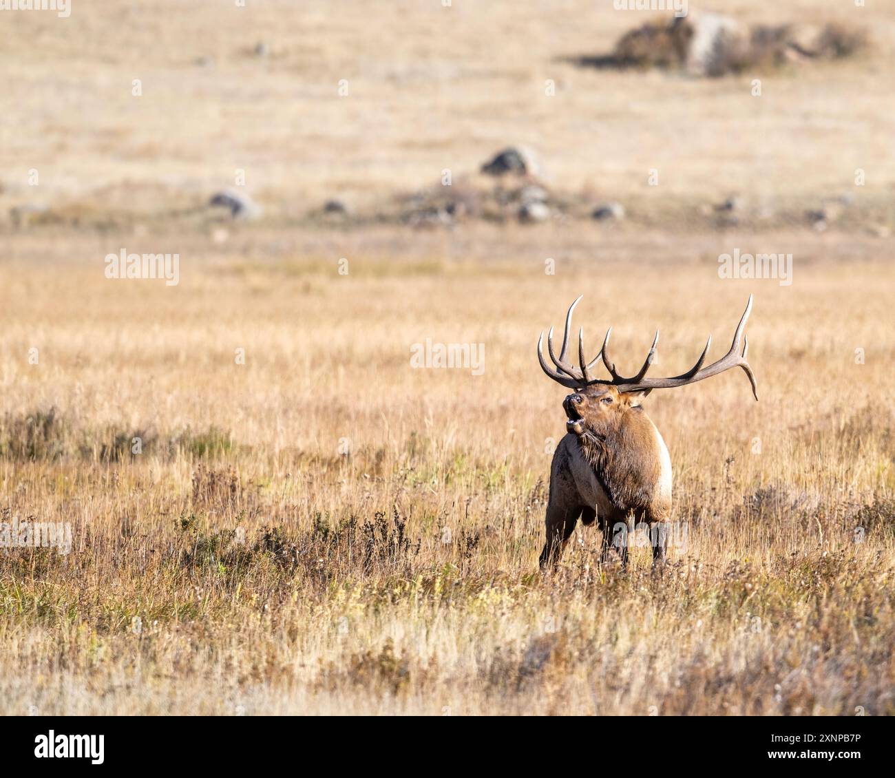 Rocky Mountain Bull Elk (Cervus canadensis) during full rut, Rocky ...