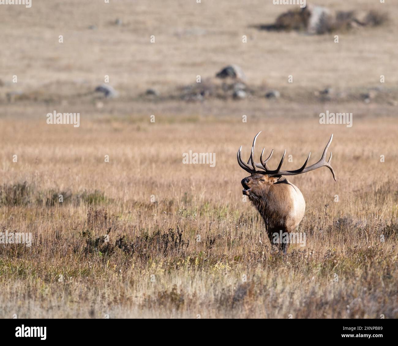 Rocky Mountain Bull Elk (Cervus canadensis) during full rut, Rocky ...