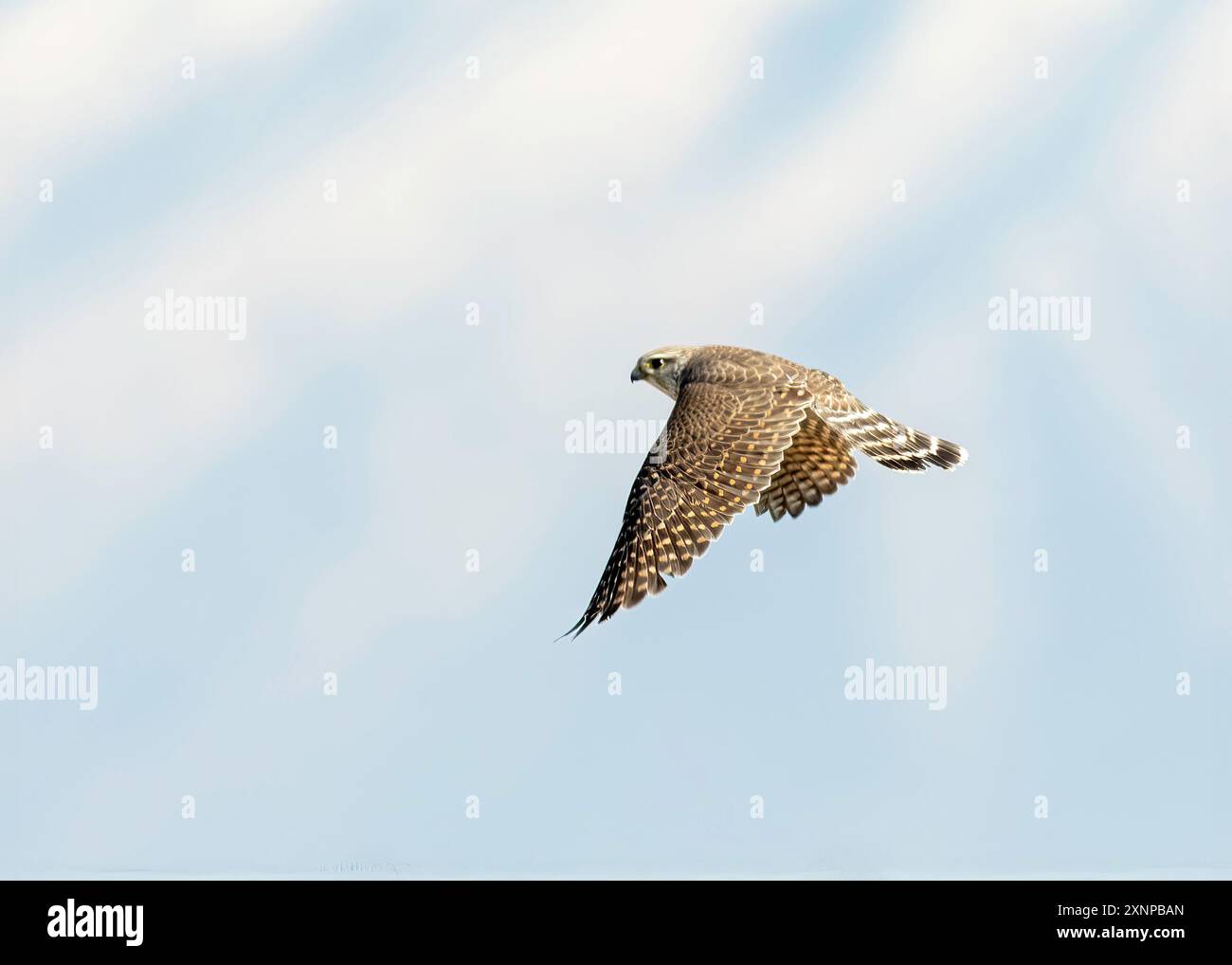 Merlin in flight hi-res stock photography and images - Alamy