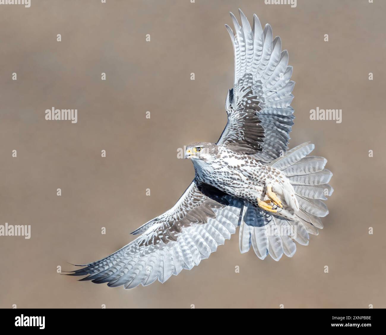 Prairie Falcon (Falco mexicanus) in flight as it hunts, Utah, western ...