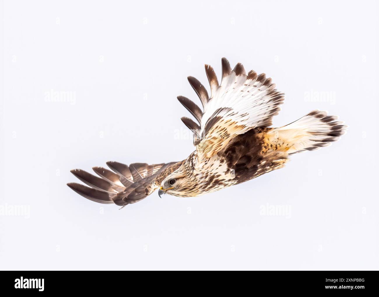 Rough legged hawk perched hi-res stock photography and images - Alamy