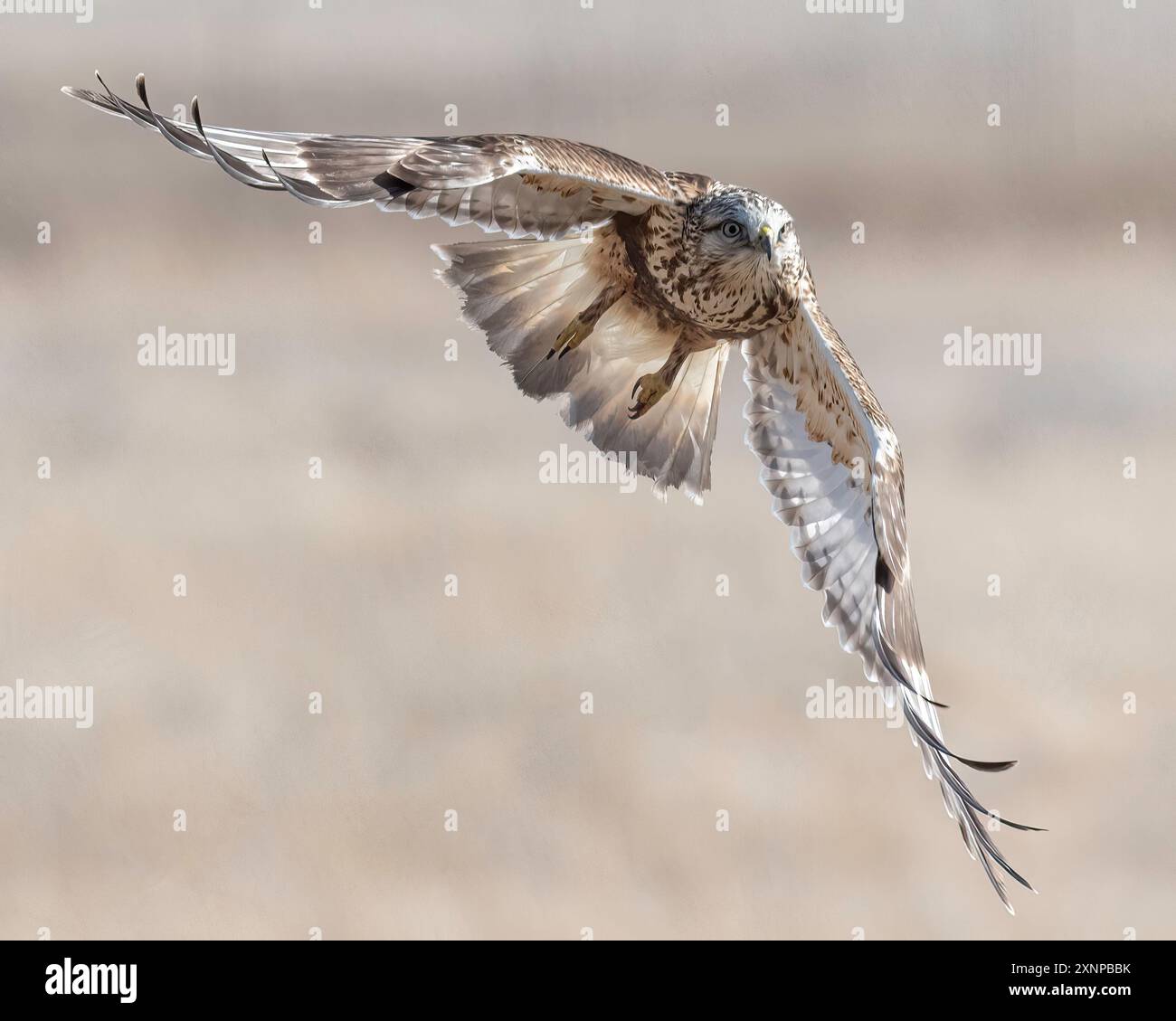 Majestic rough legged hawk hi-res stock photography and images - Alamy