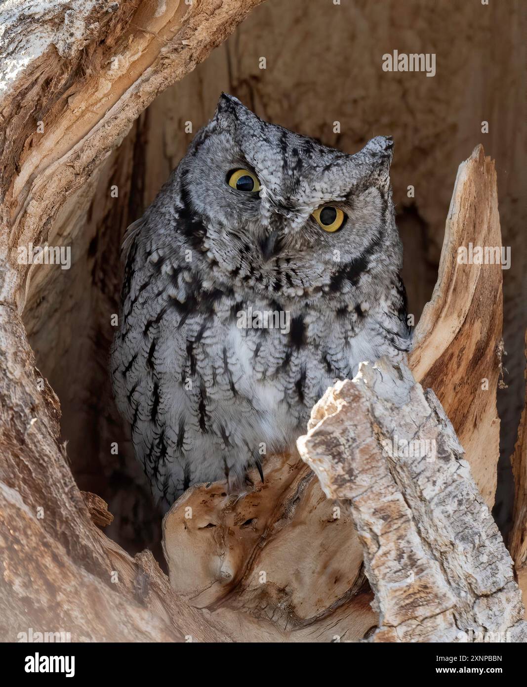 Megascops hi-res stock photography and images - Alamy