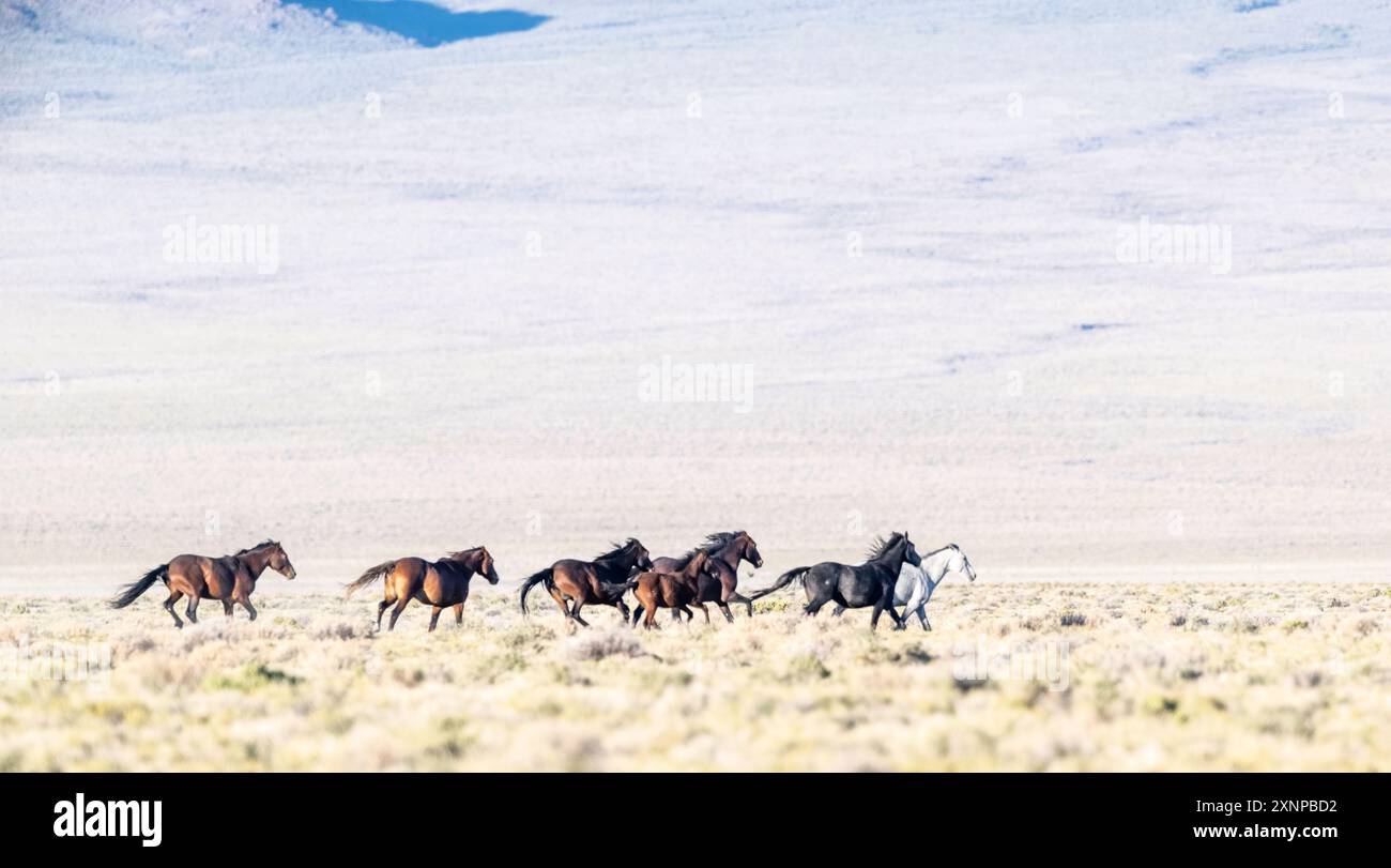 Free range horses hi-res stock photography and images - Alamy