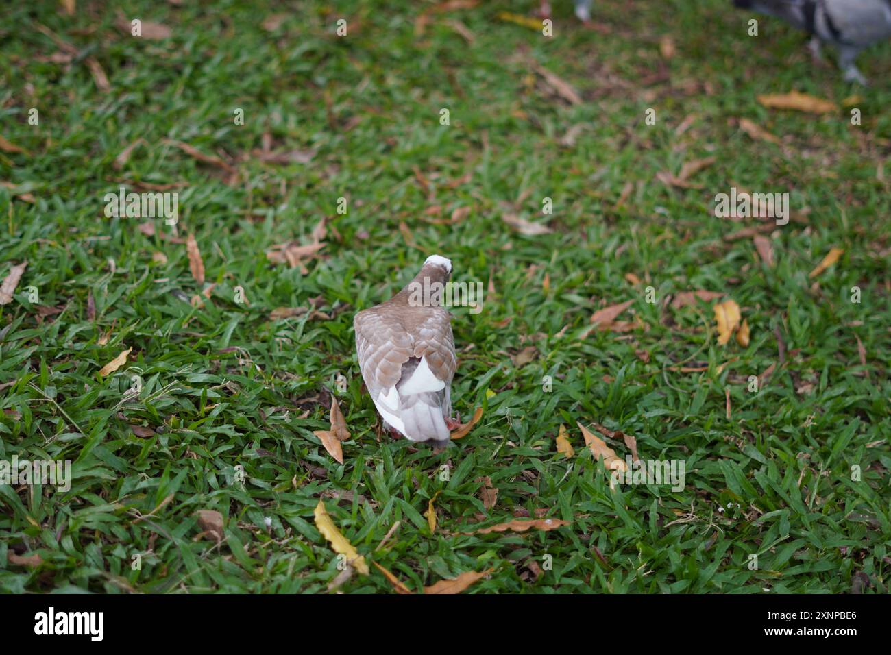 Pigeons in open field hi-res stock photography and images - Alamy