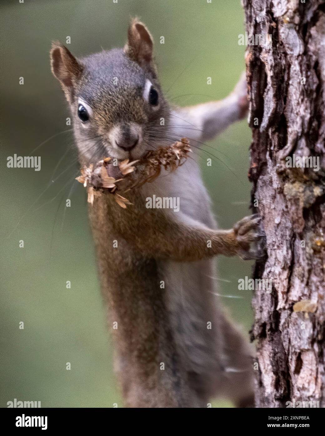 North american red squirrel hi-res stock photography and images - Alamy
