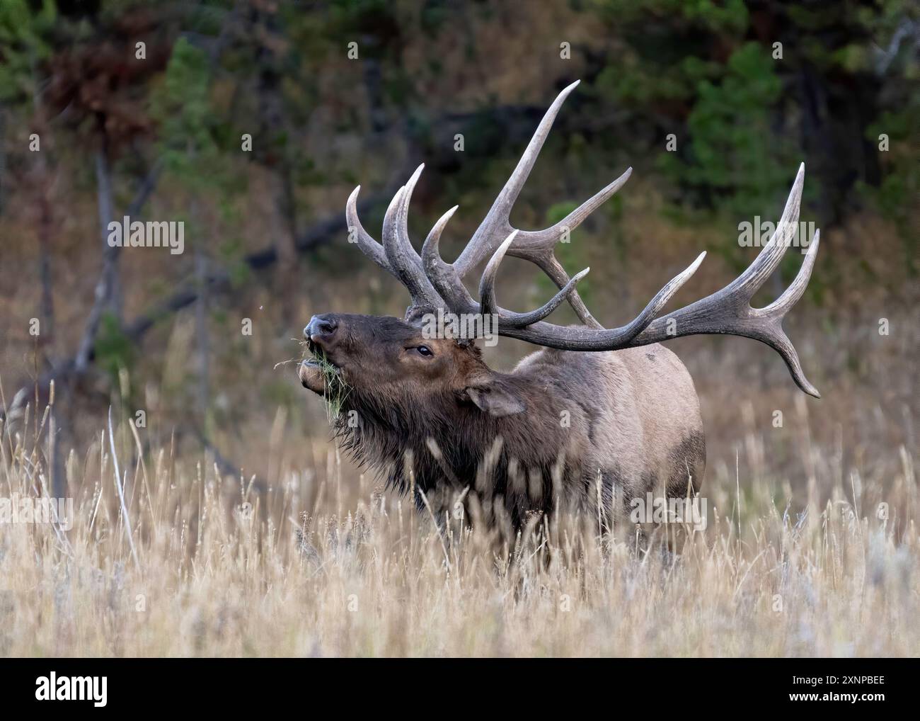 Rocky Mountain Bull Elk (Cervus canadensis) bulging during fall rut in ...
