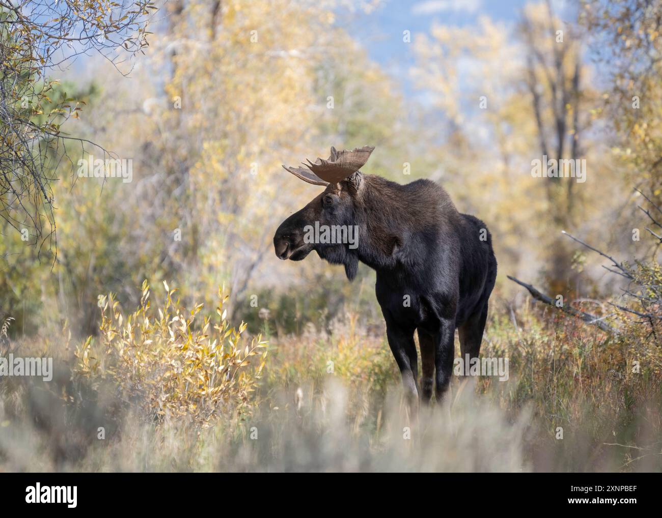 Bull Moose (Alces alces) during the fall rut, Grand Teton National Park ...
