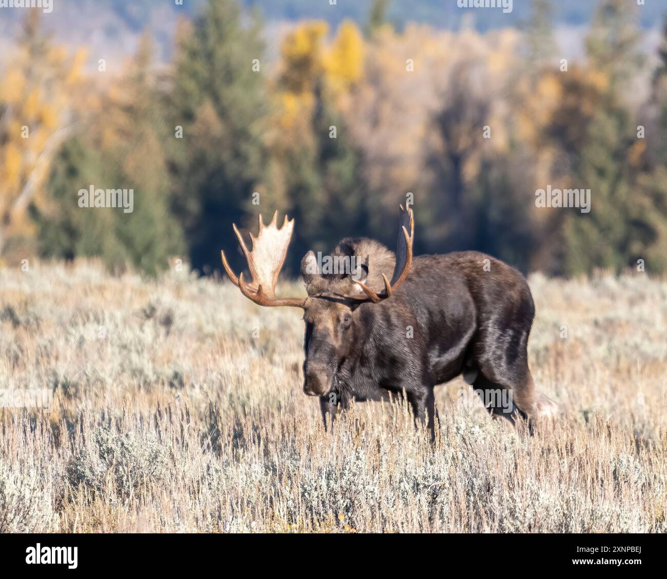 Bull Moose (Alces alces) during the fall rut, Grand Teton National Park ...