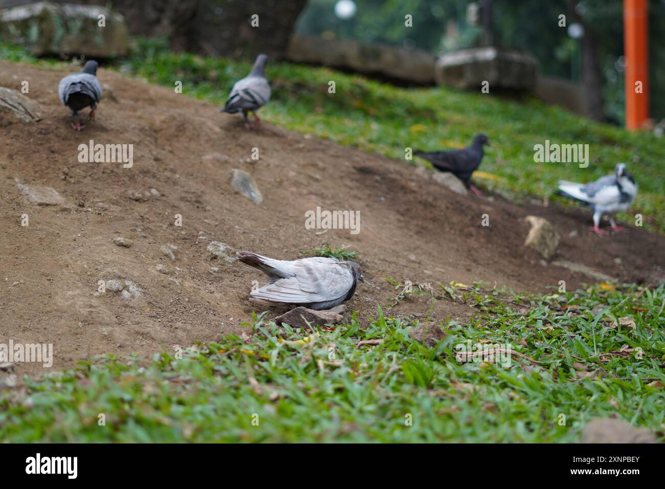 Pigeons in open field hi-res stock photography and images - Alamy