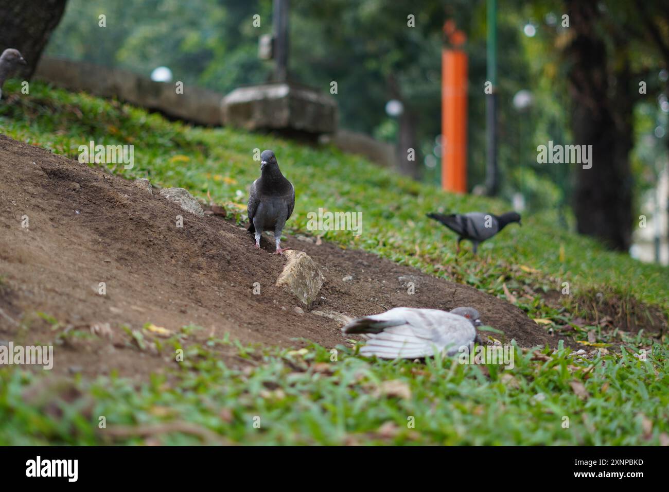 Pigeons perched on the ground with grass in an open public space in the ...