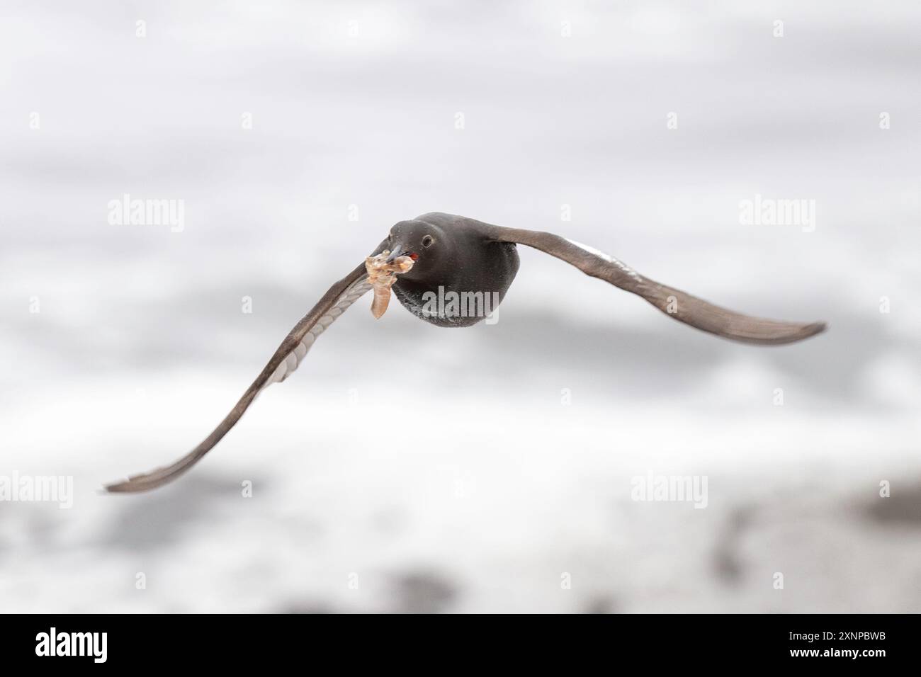 Pigeon Gullemont (Cepphus columba) flying in from the Pacific with fish ...