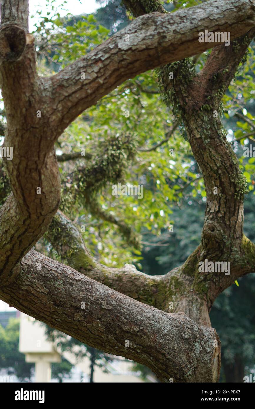 Season shape trees vegetation hi-res stock photography and images - Alamy