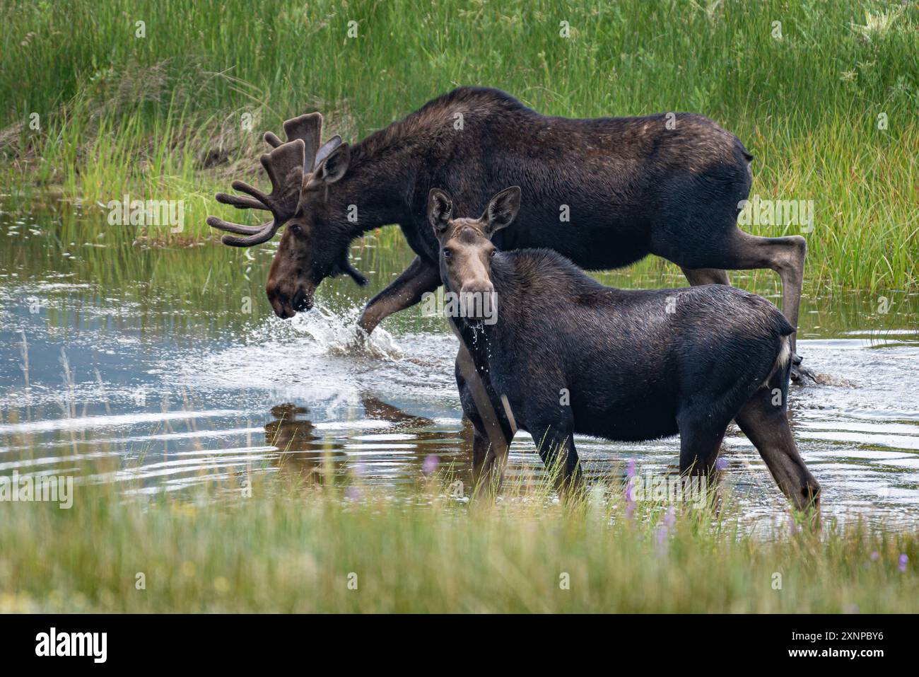 Bull moose cow moose couple hi-res stock photography and images - Alamy