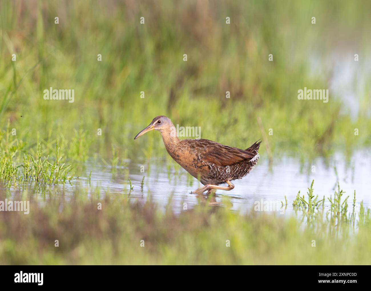 Clapper Rail (Rallus crepitans), Galveston Texas, USA Stock Photo - Alamy