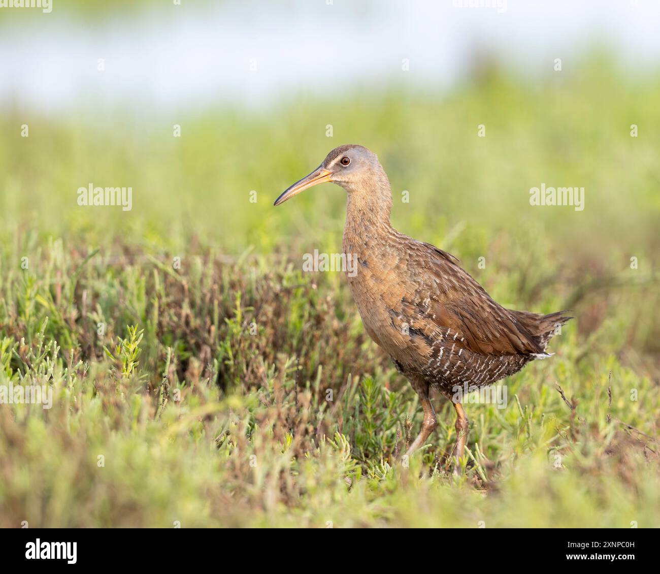Clapper Rail (Rallus crepitans), Galveston Texas, USA Stock Photo - Alamy