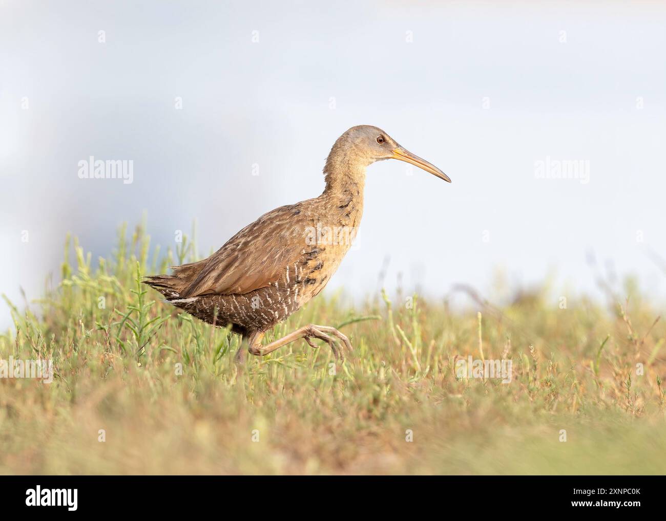 Clapper Rail (Rallus crepitans), Galveston Texas, USA Stock Photo - Alamy