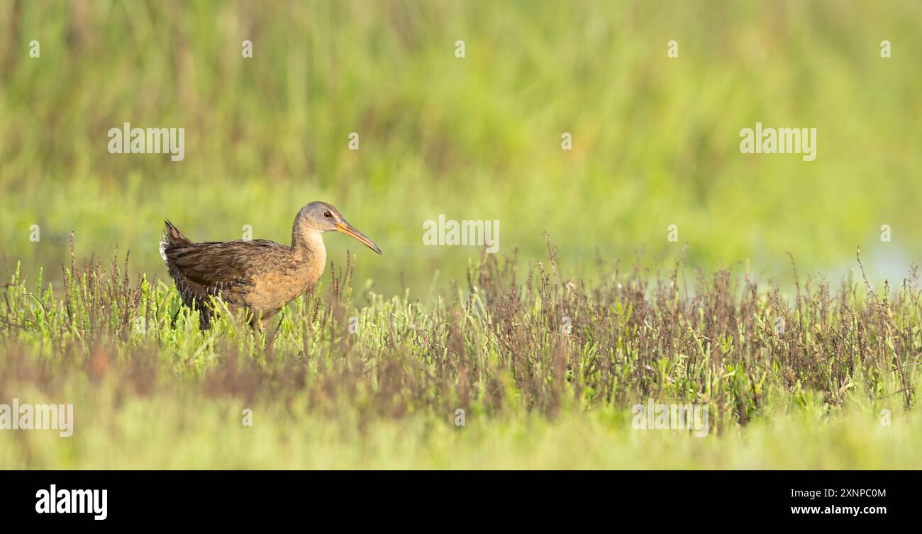 Clapper Rail (Rallus crepitans), Galveston Texas, USA Stock Photo - Alamy