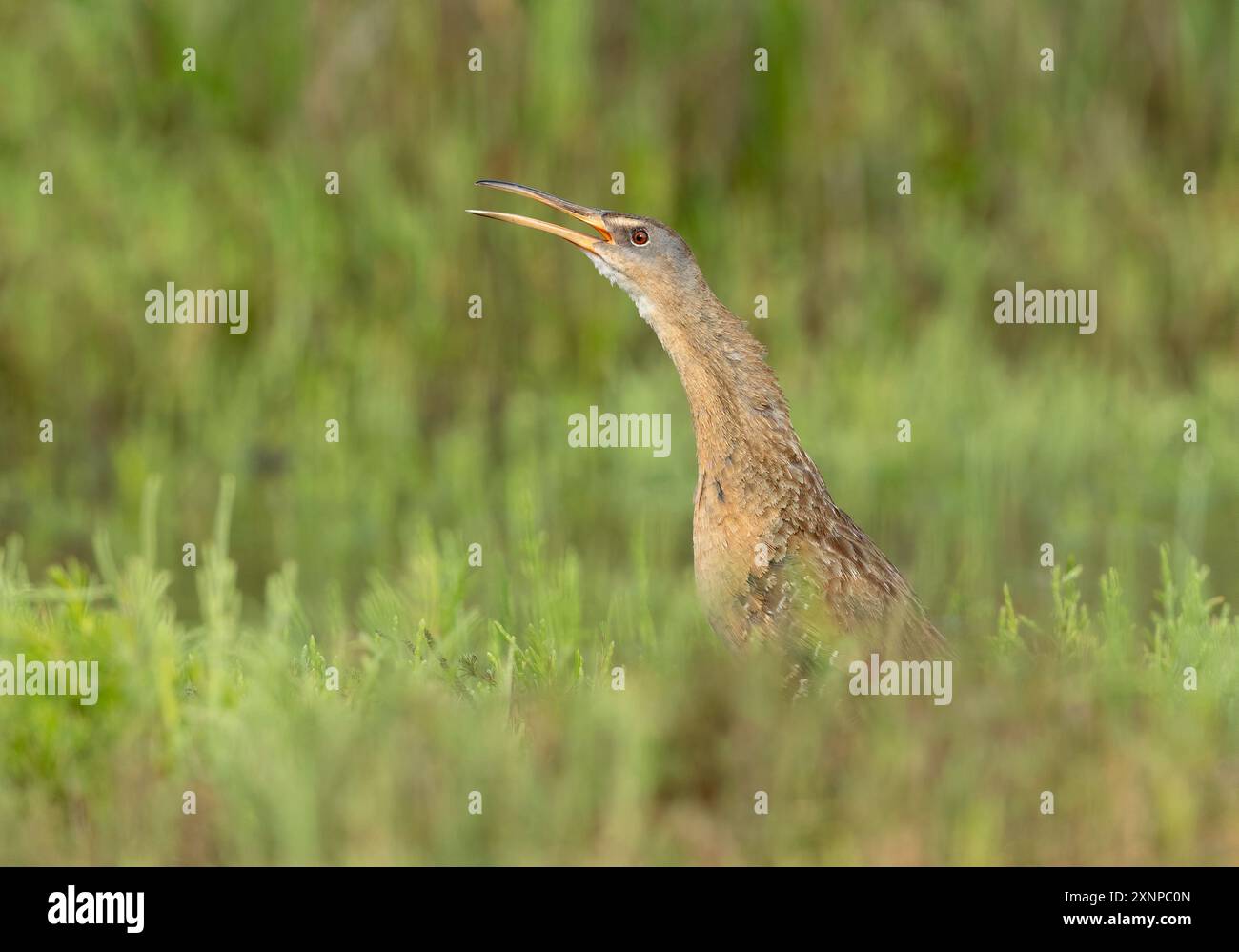 Clapper Rail (Rallus crepitans), Galveston Texas, USA Stock Photo - Alamy