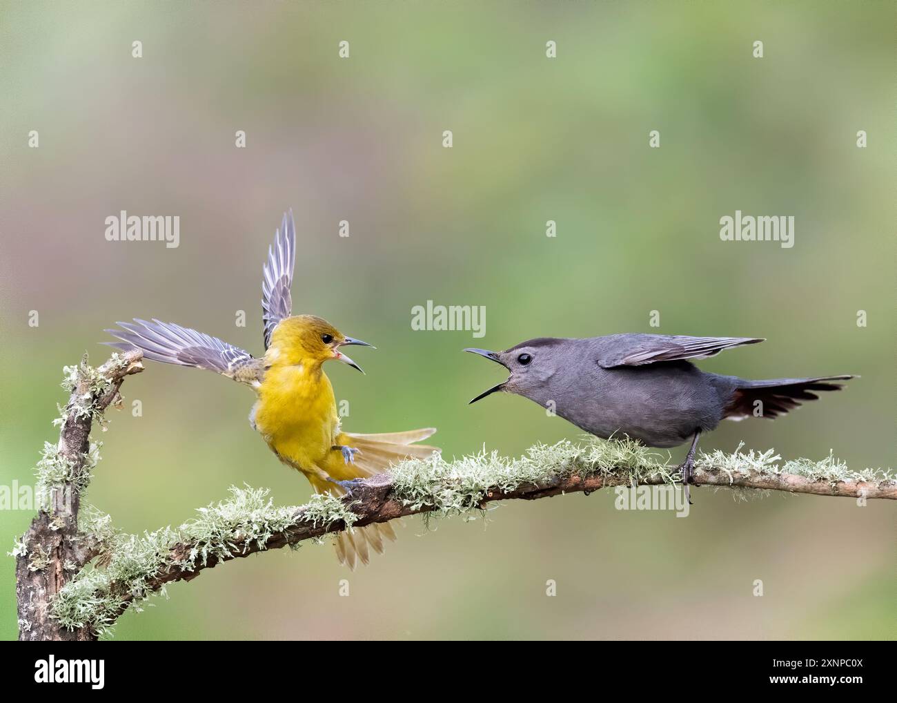 Female catbird hi-res stock photography and images - Alamy