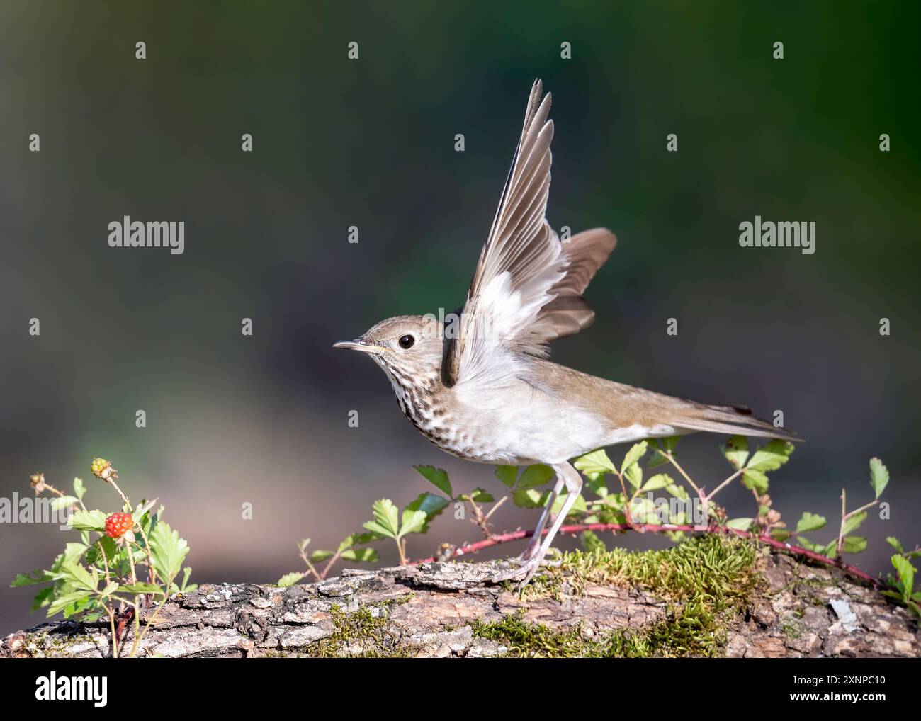 Gray-cheeked Thrush (Catharus minimus) wing flap perched during ...