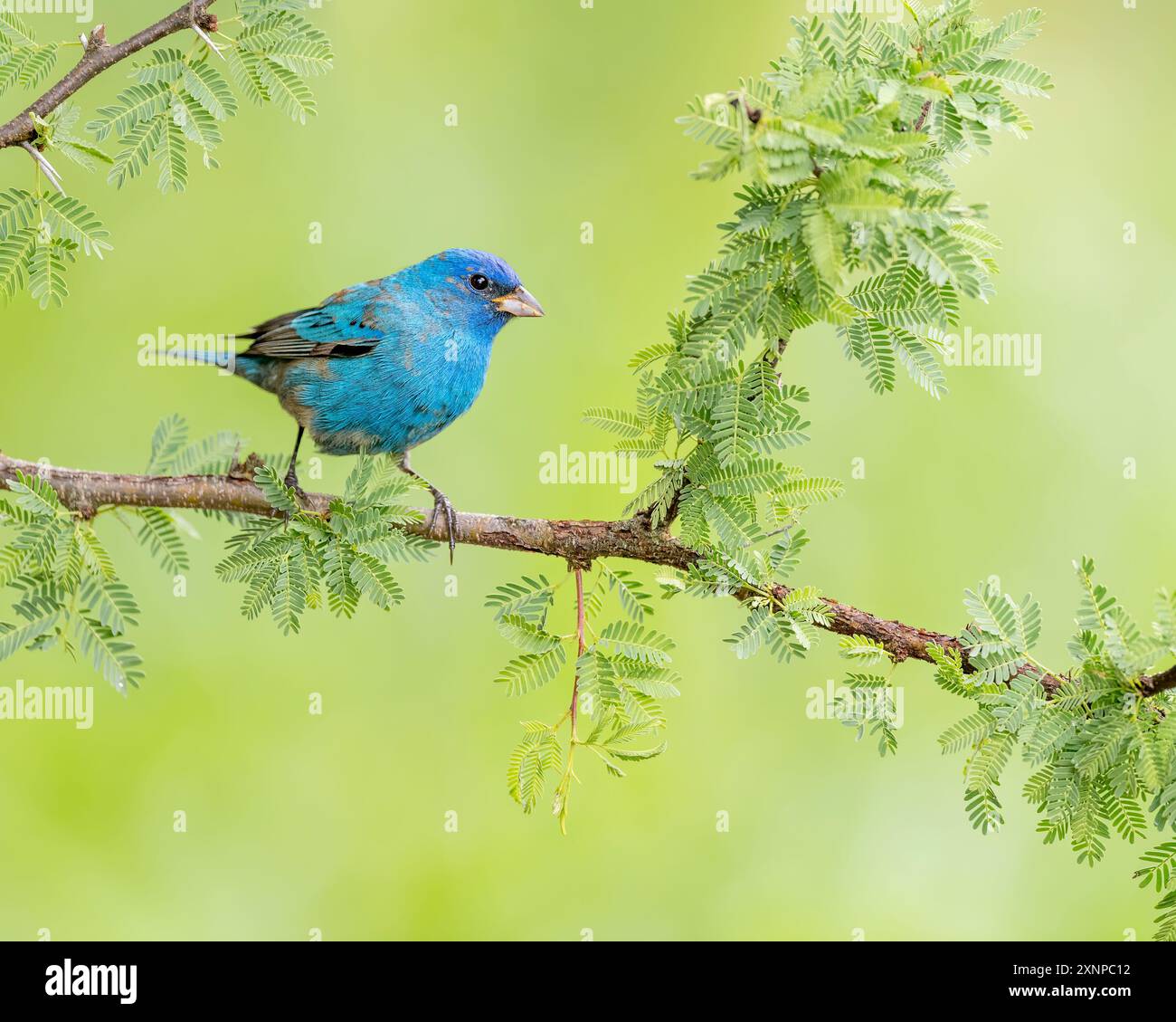 Indigo Bunting (Passerina cyanea) perched during stopover in Galveston ...