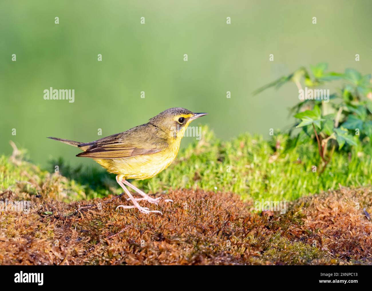 Kentucky Warbler during stopover in Galveston, Texas during spring ...