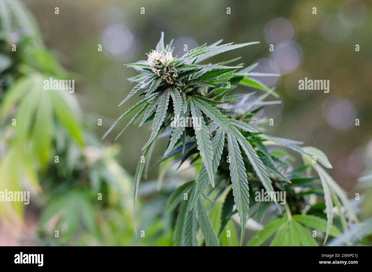 The leaves and flowers of a Cannabis plant grown in an Oregon garden ...