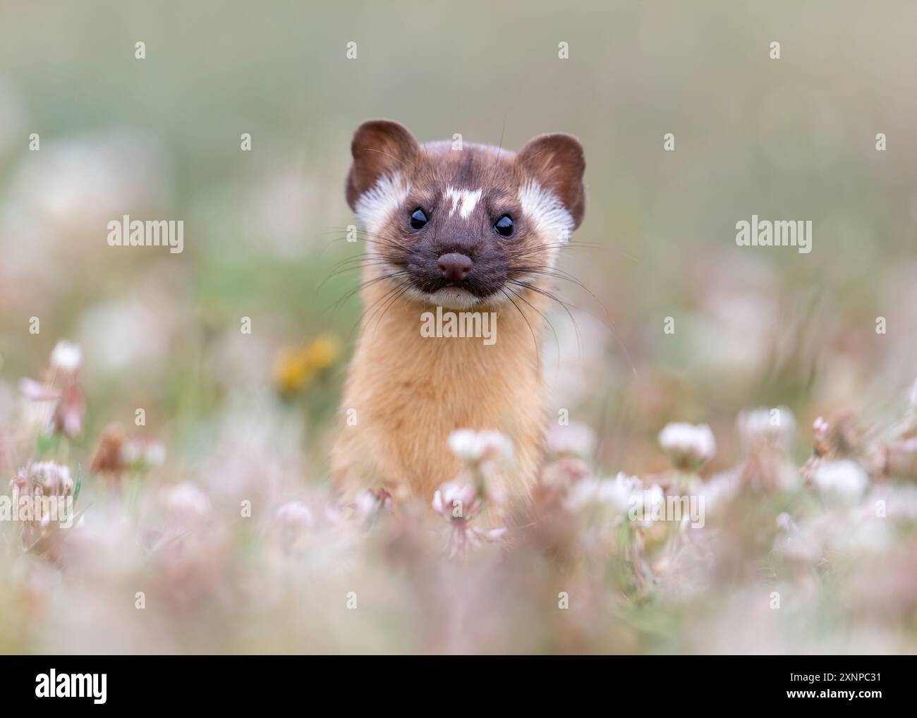 Agile tail hi-res stock photography and images - Alamy