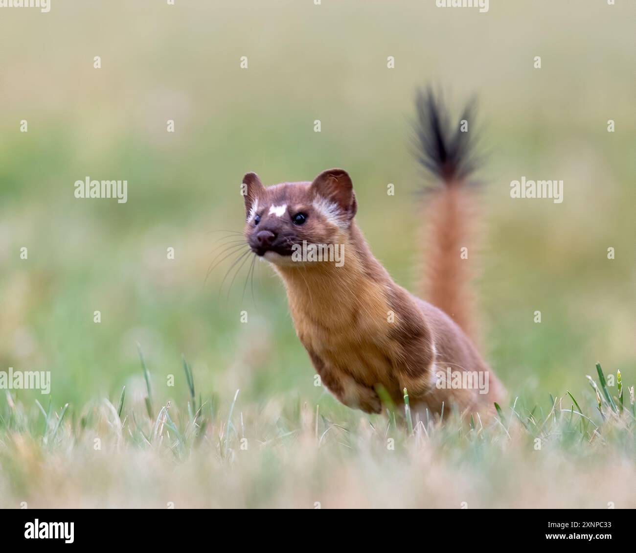Long tail weasel hi-res stock photography and images - Alamy