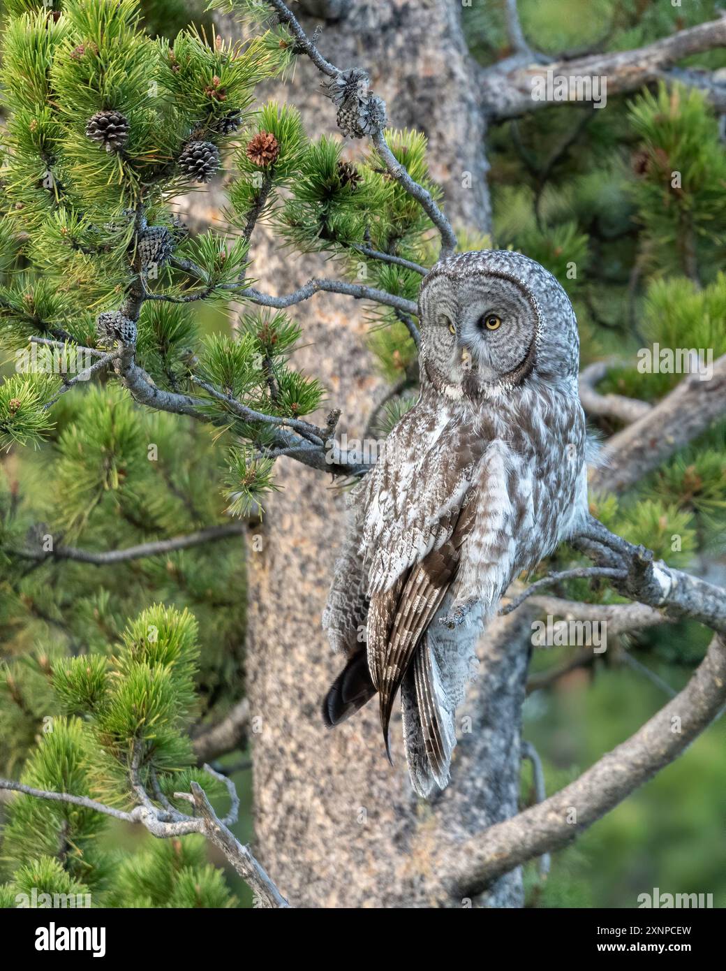 Strip nebulosa hi-res stock photography and images - Alamy