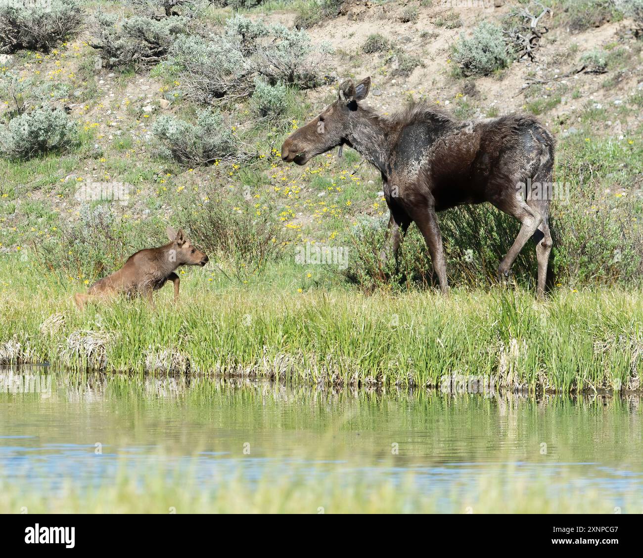 Moose mother with her young calf in along Moose-wilson road, Grand ...