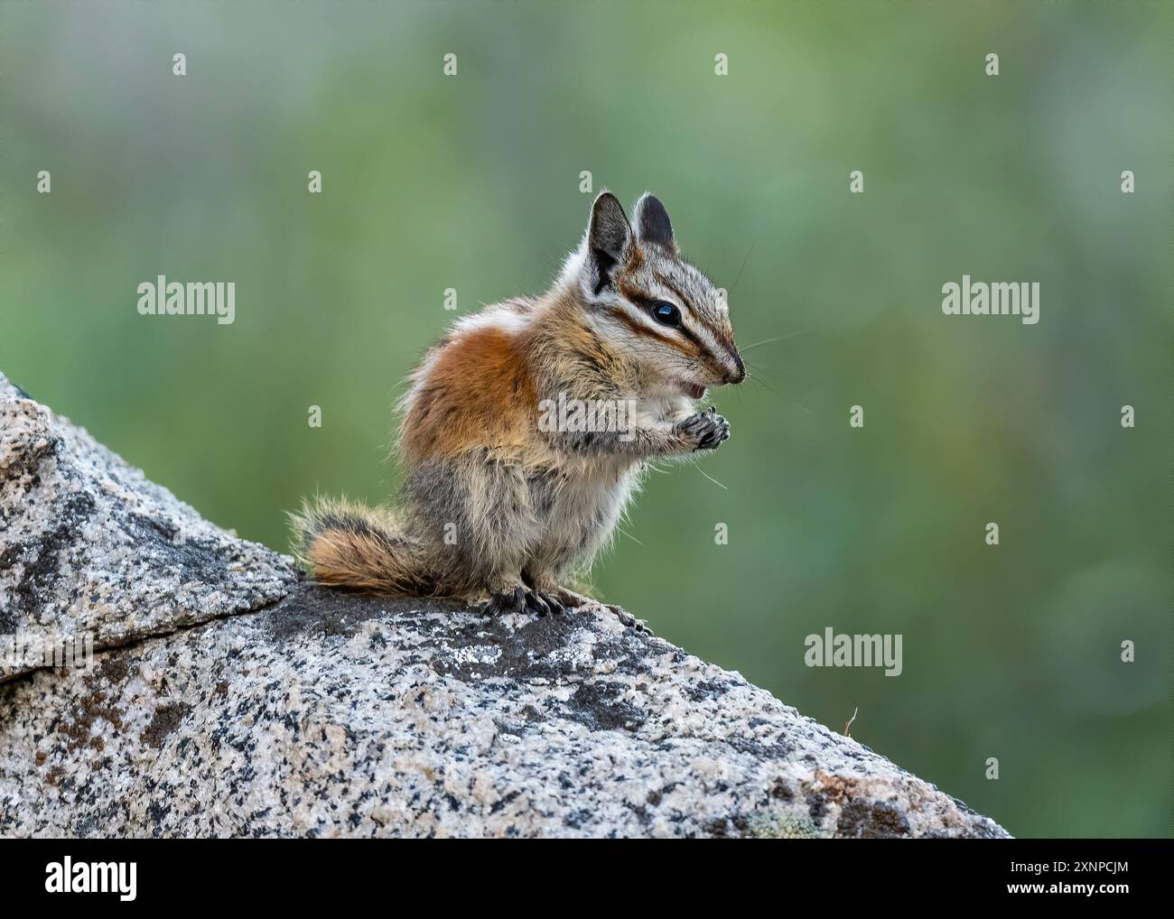 A Chipmonk eats with a clean background in Mosquito Flats, Eastern ...