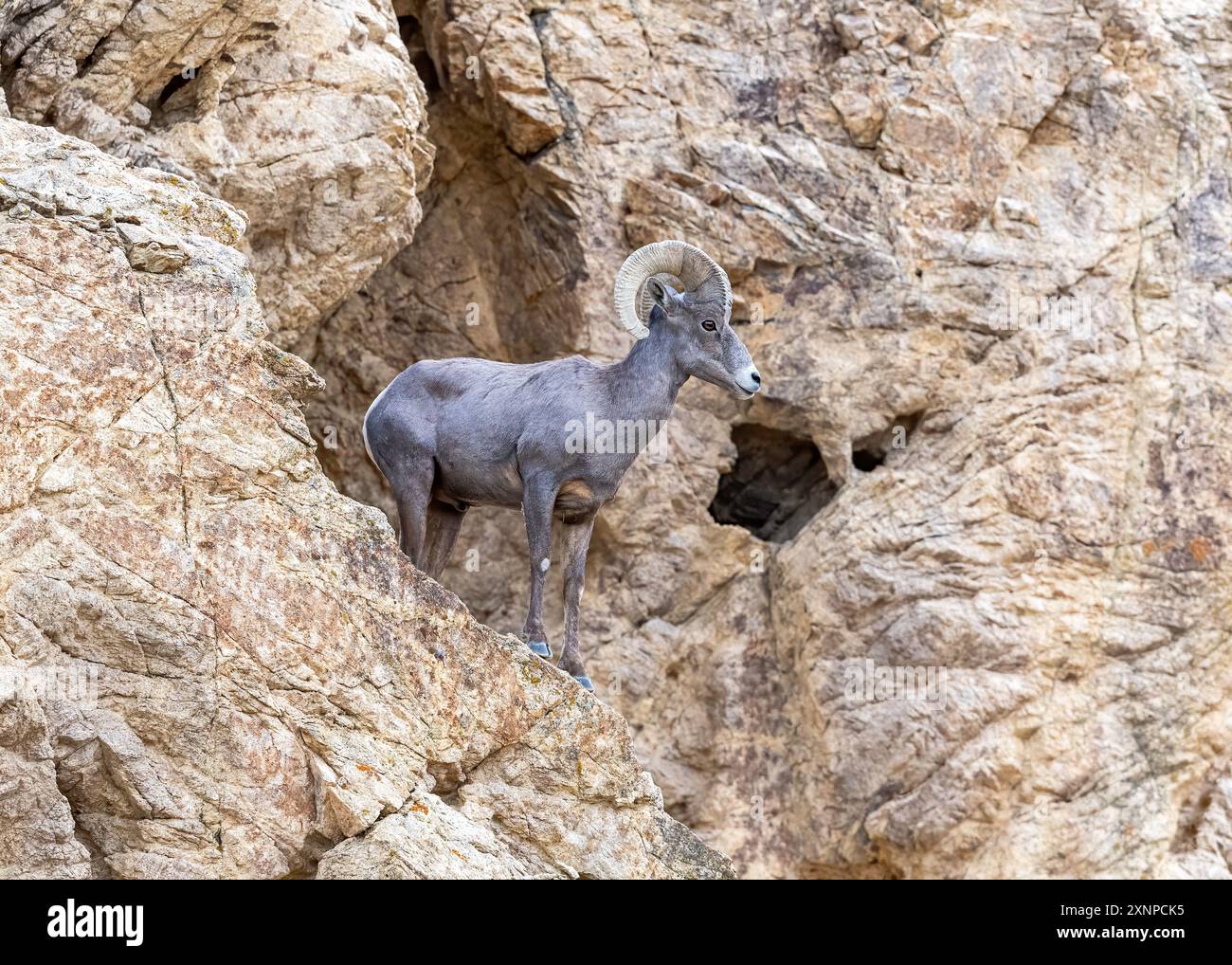 Desert Bighorn Sheep Ram on rock cliff in Hawthorne, California Stock ...