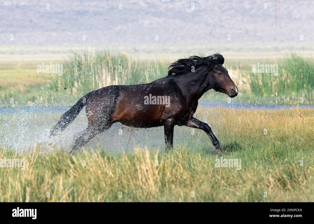 Wild Horses of Benton, California Stock Photo - Alamy