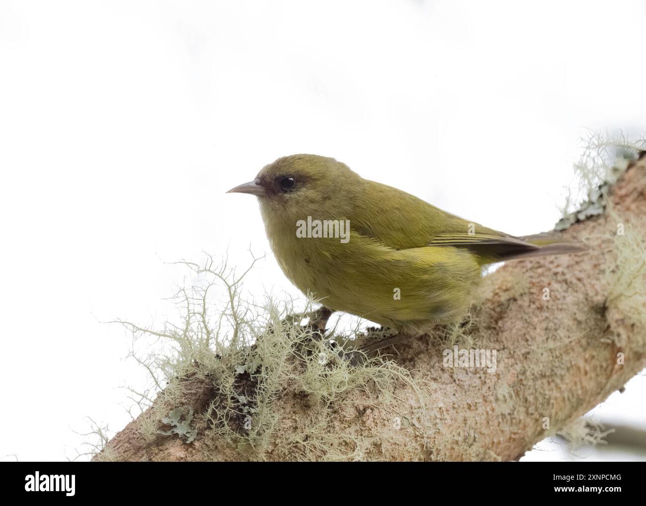 Hawaii endemic species hi-res stock photography and images - Alamy