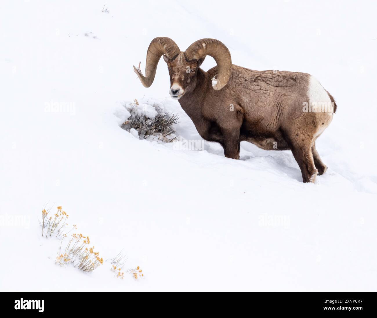 Winter landscape majestic snow Cut Out Stock Images & Pictures - Alamy