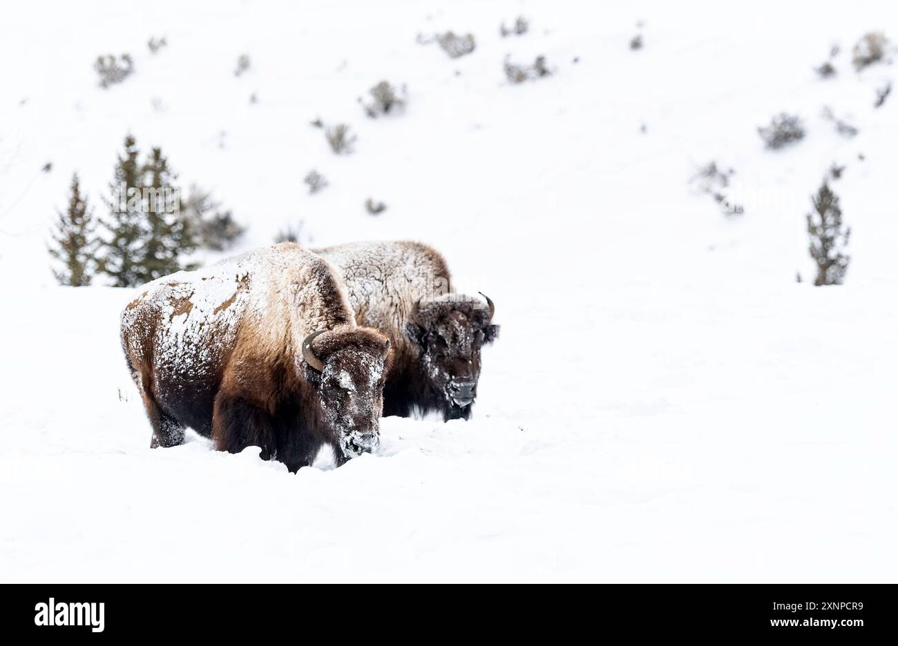 American bison in a winter storm, Yellowstone National Park, Wyoming ...
