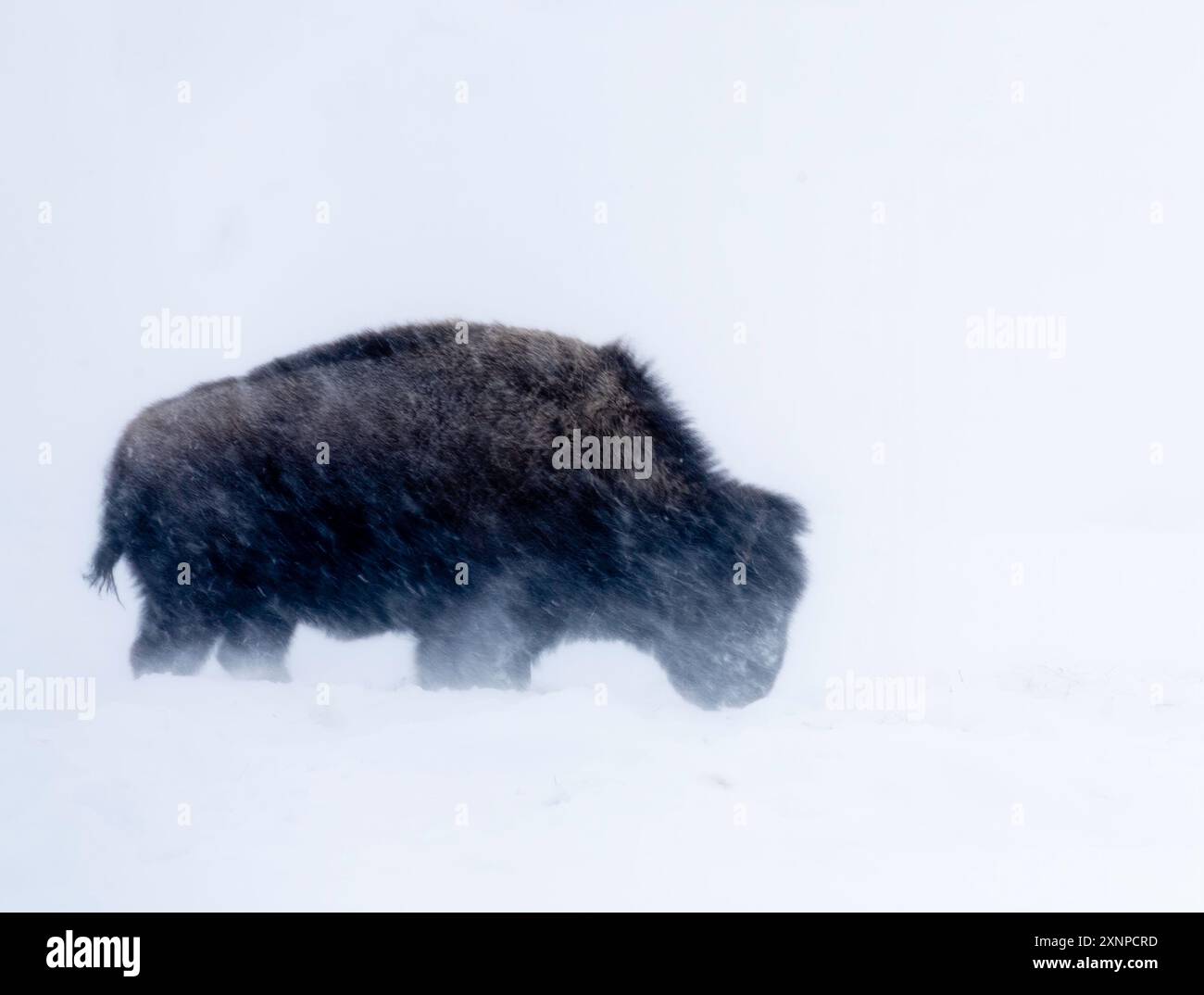 American bison in a winter storm, Yellowstone National Park, Wyoming ...