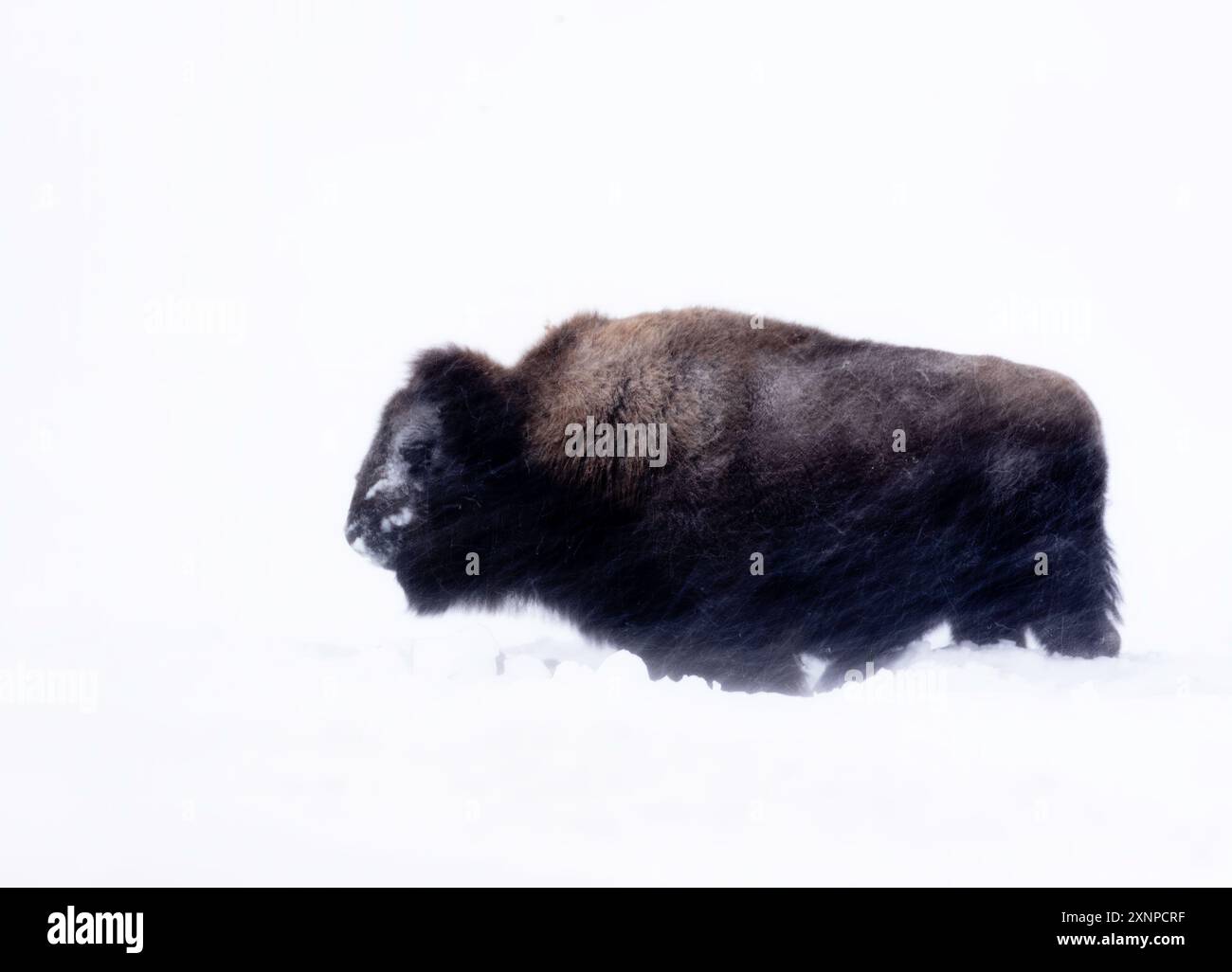 American bison in a winter storm, Yellowstone National Park, Wyoming ...