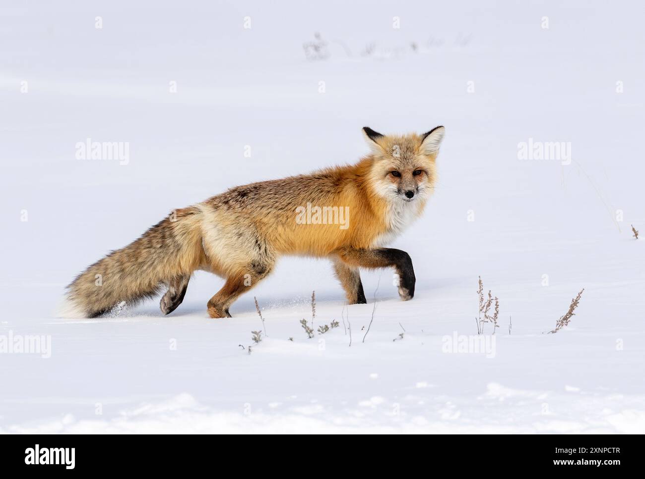 Red fox (Vulpes vulpes) during winter snow in Yellowstone National park ...
