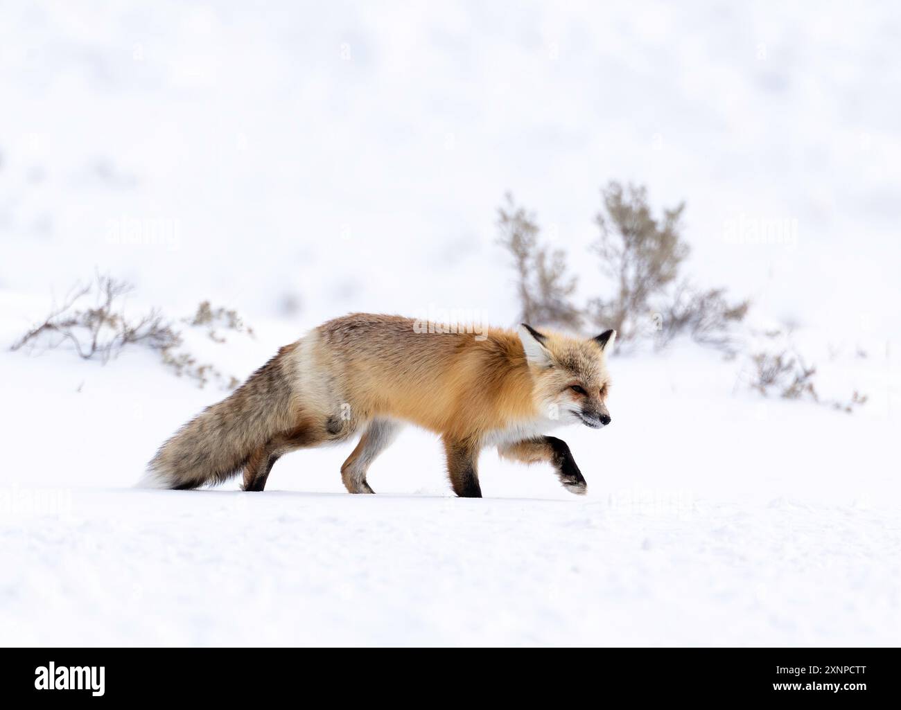 Red fox (Vulpes vulpes) during winter snow in Yellowstone National park ...