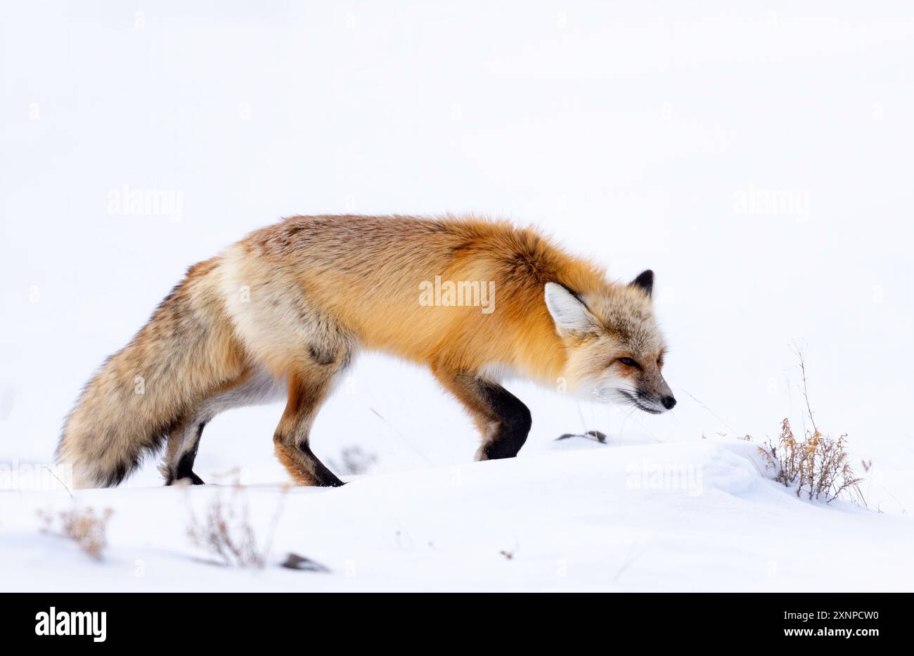 Red fox (Vulpes vulpes) during winter snow in Yellowstone National park ...