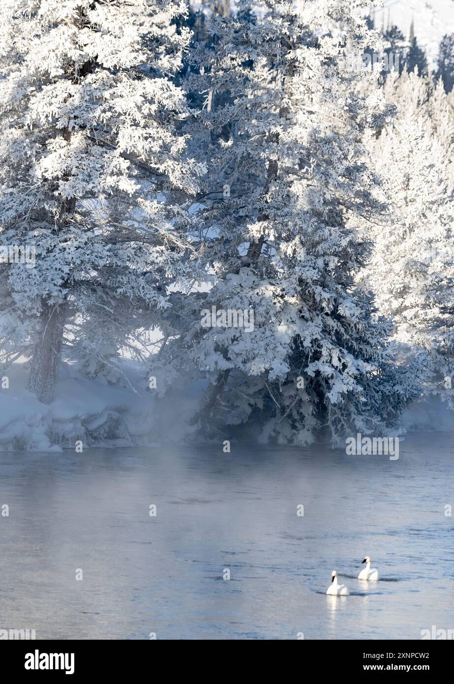 A Trumpeter Swan (Cygnus buccinator) on the Gibson River during winter ...