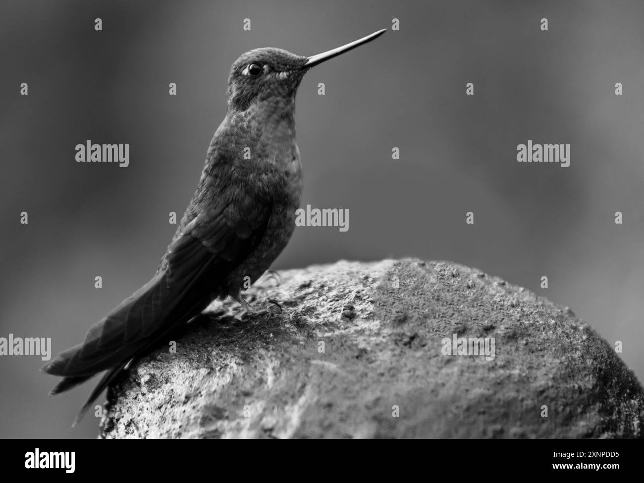 A Great Saphirewing humming bird at Termales Del Rui, Colombia Stock ...